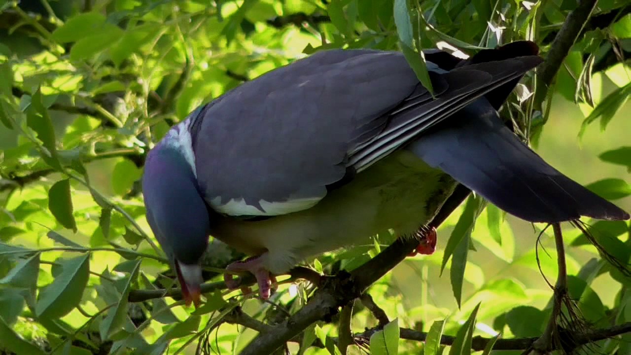 Wood Pigeon Eating Leaves of Ash Tree - YouTube