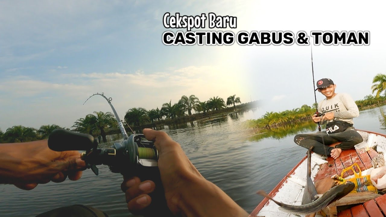 Casting gabus dan toman di kebun sawit baru dibuka. - YouTube