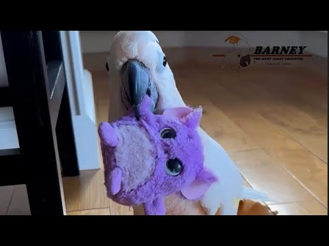 Purple Fuzzalot! Wheee! Ok I'm done, pet me Dad 🥰 - YouTube