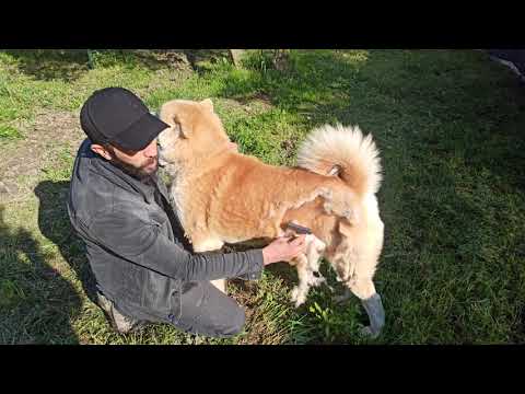 merhaba pati canlar🤓 japon Akita oğlum Sun'ın Tüy dökümü başladı ve merak edilen soruları cevapladım