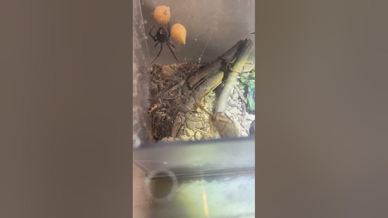 Black Widow VS Praying Mantis face off - YouTube