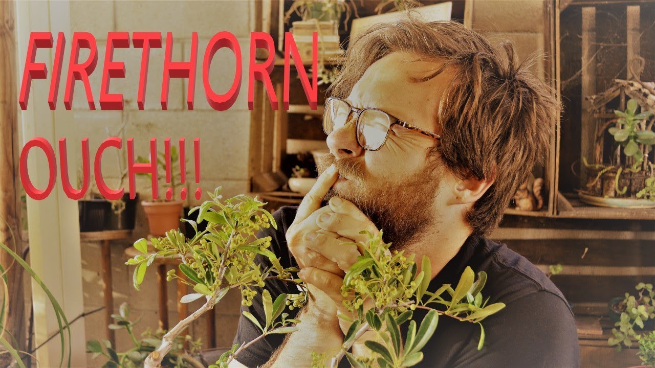 THORNS OF FIRE!!! - Showing You Some Firethorn Projects - YouTube
