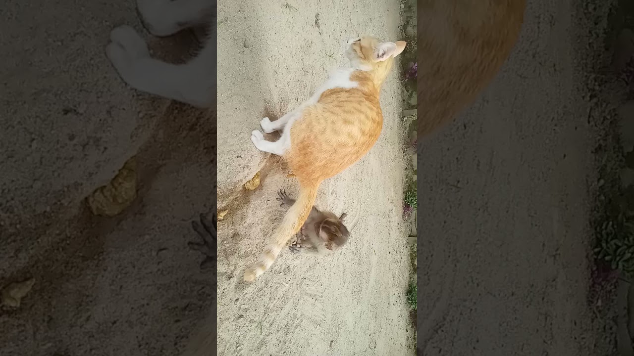 MONYET MAKAN TAHI KUCING - YouTube