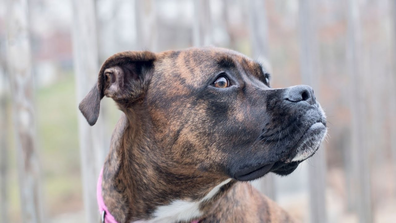 How to Manage a Boxer s Common Skin Issues - YouTube