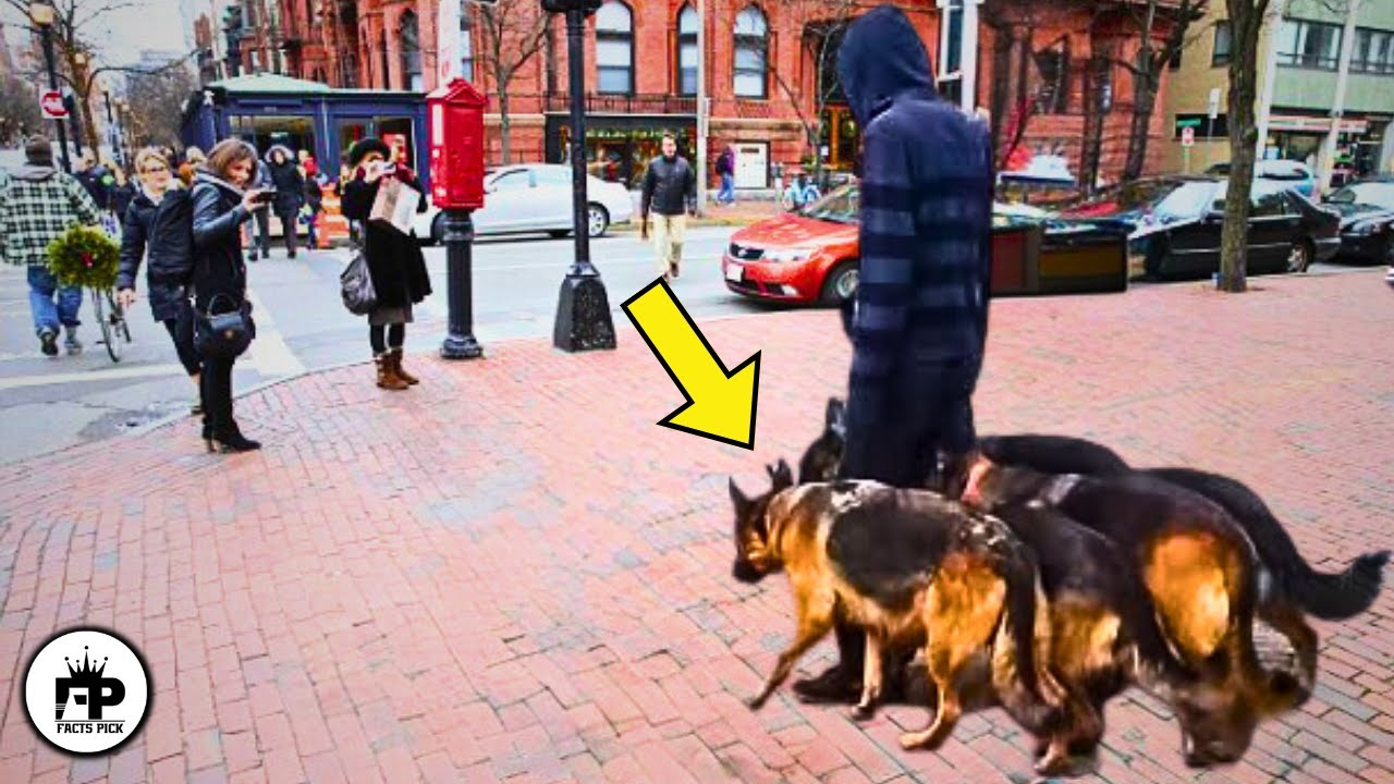 Unveiling the Dawn: Secrets of a Daily Dog Walker - YouTube