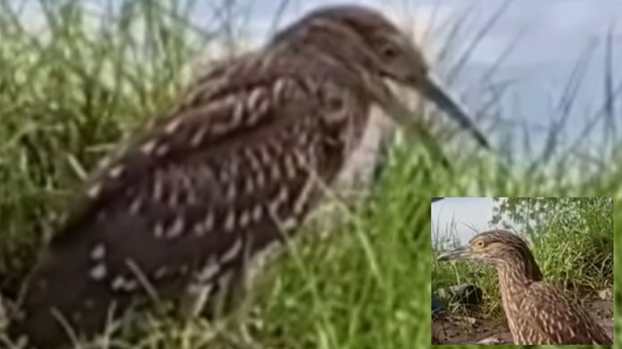 PHILIPPINE ibong bakaw (captured on camera) - YouTube