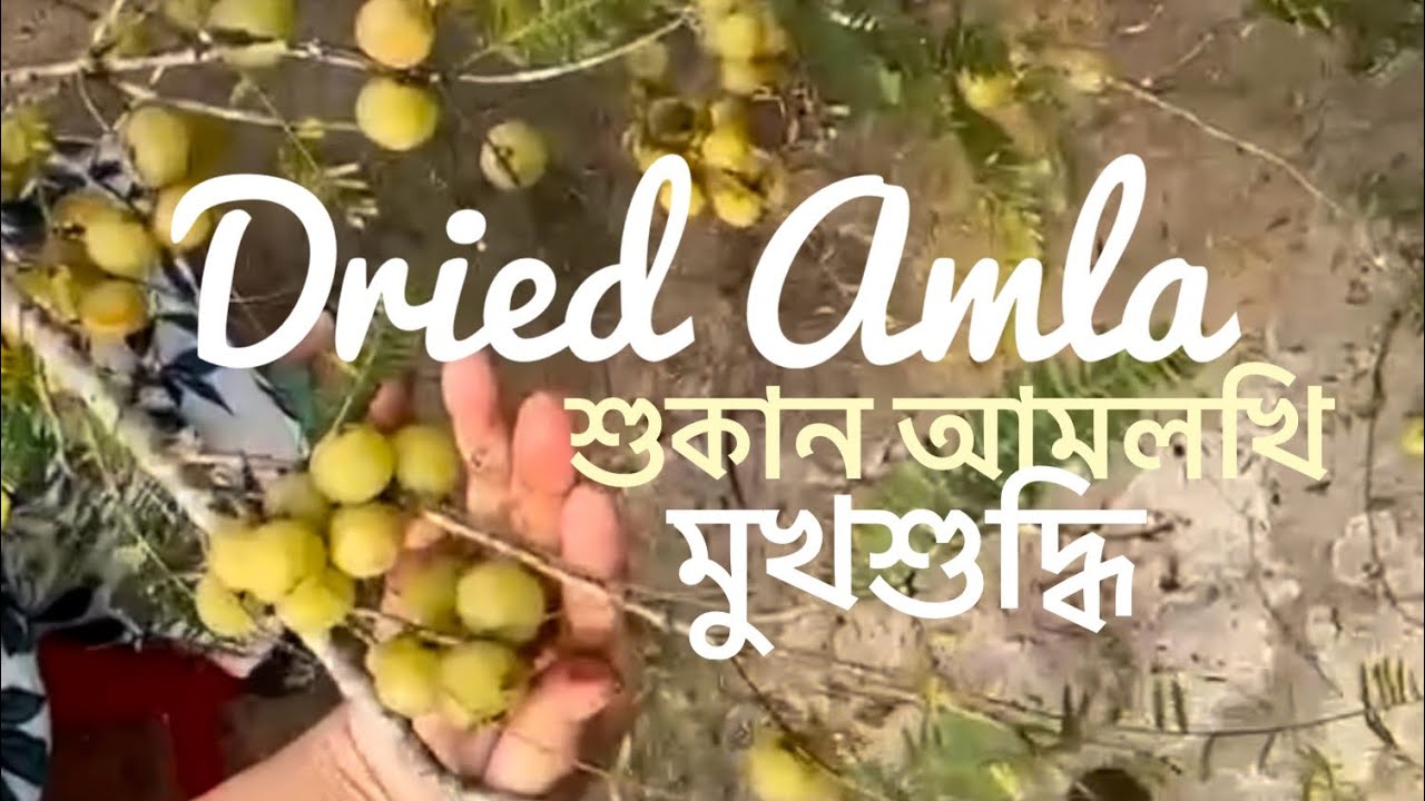 How to Preserve Amla at Home | মুখশুদ্ধি | শুকান আমলখি সংৰক্ষণ পদ্ধতি ...