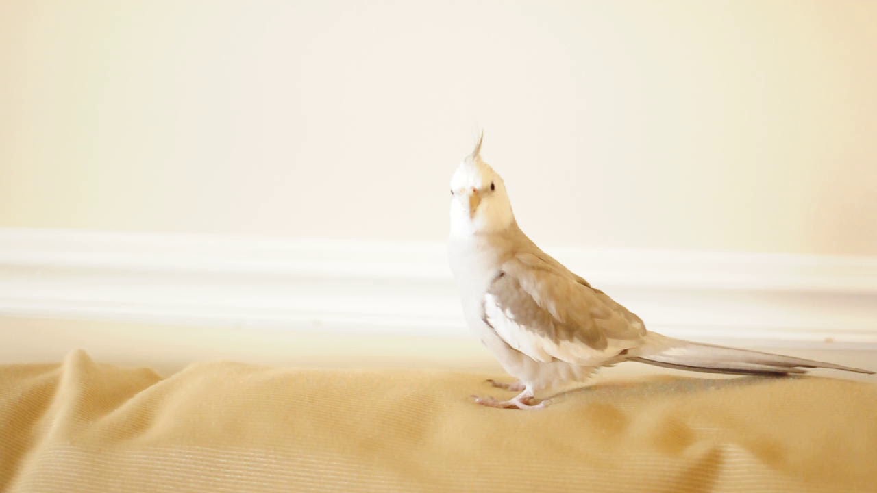 Cockatiel Flock Call - YouTube