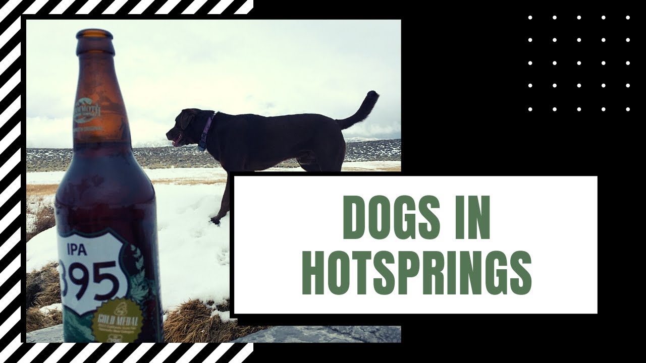 Dogs and hot springs - YouTube