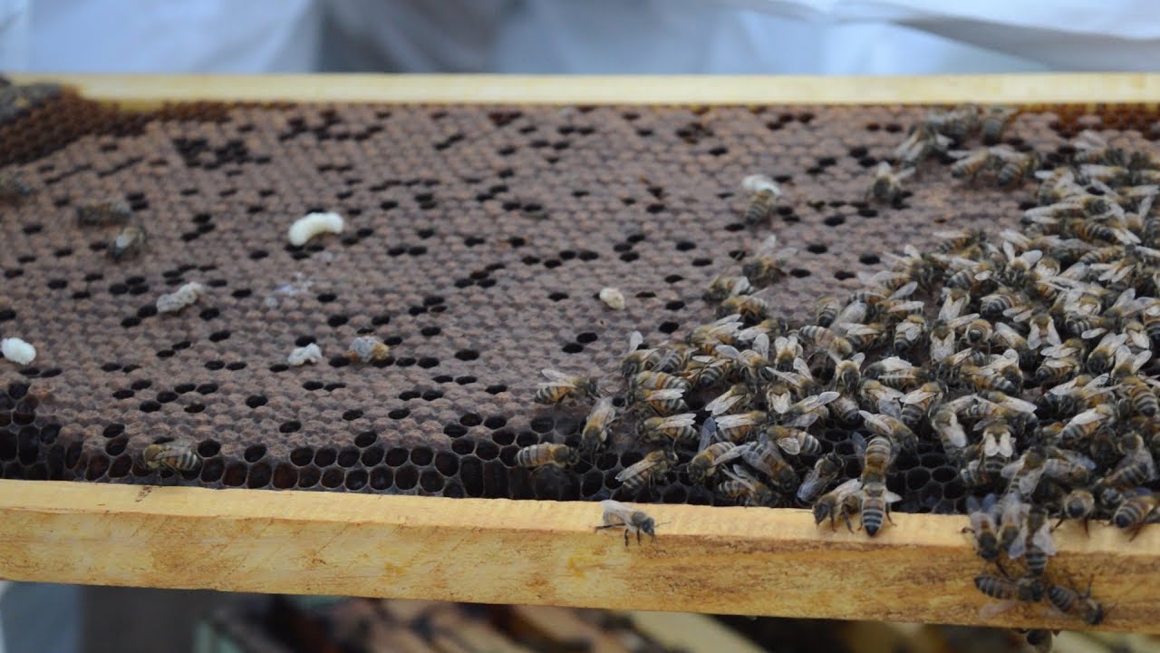 Abejas sufren en la región por bacteria Loque Americana - YouTube