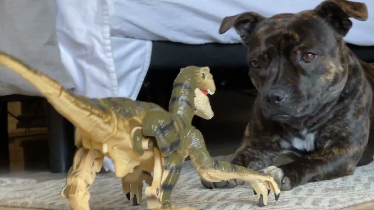 Dog vs Dinosaur - YouTube