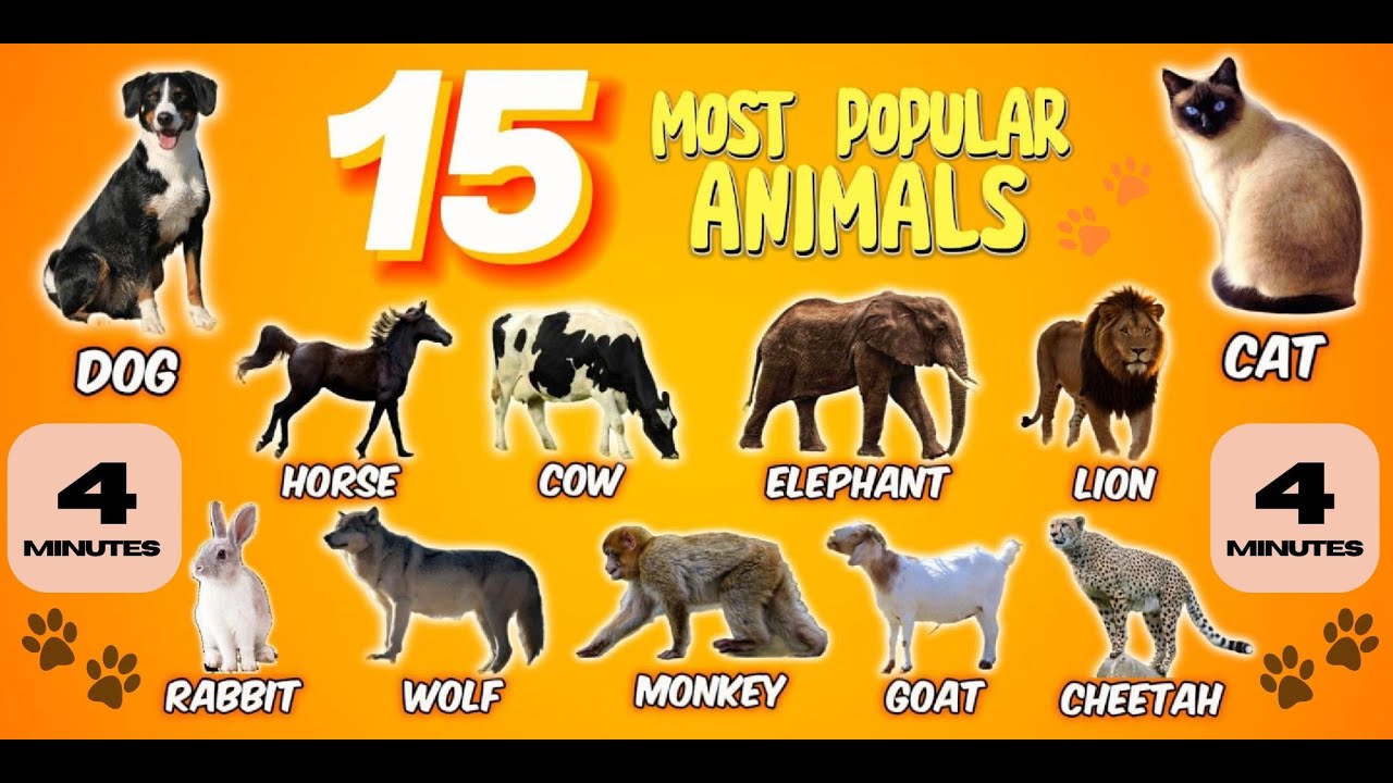 15 Most Popular Animals in the World | English Vocabulary for Everyone ...
