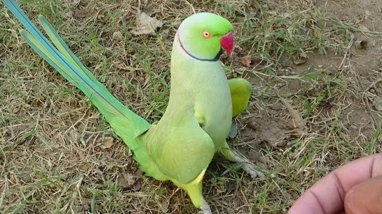 Funny Dancing Parrot Part 2 - YouTube