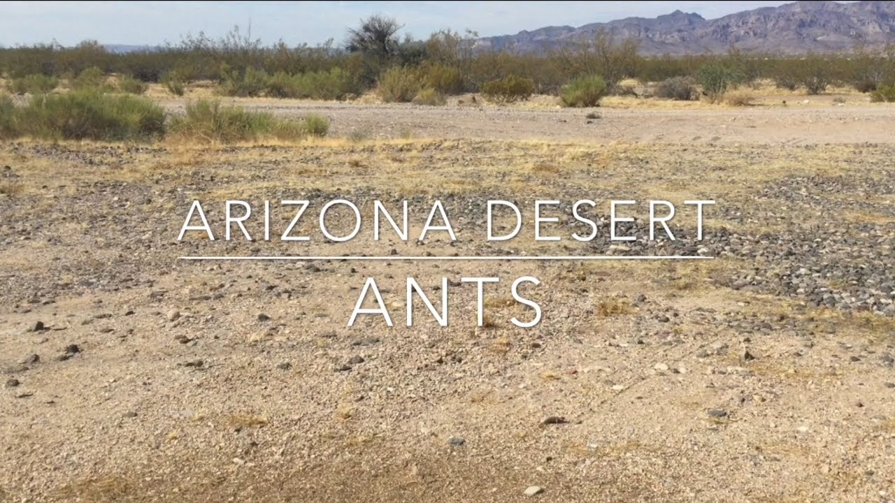 Arizona Desert Ants - YouTube