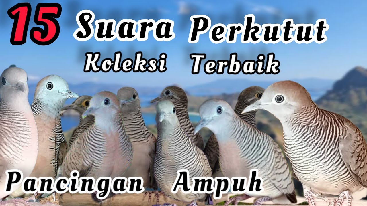 15 suara perkutut koleksi terbaik dan beberapa jenis suara yang banyak ...