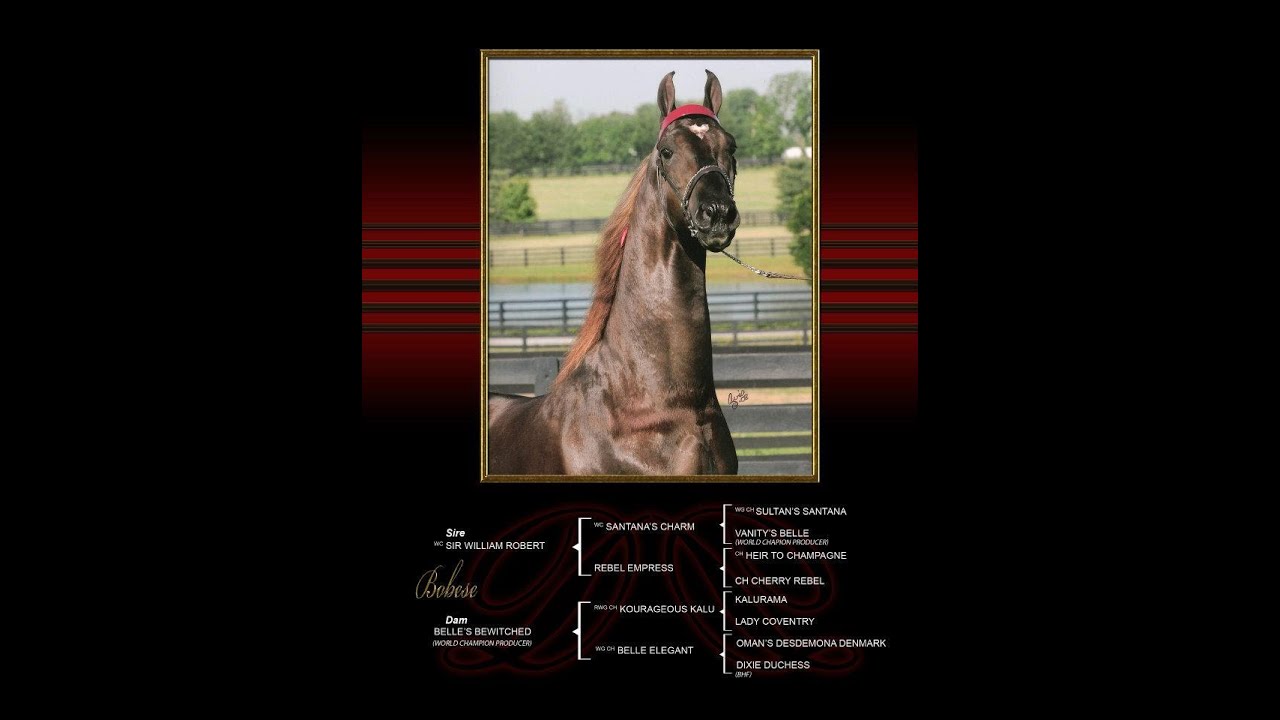 BOBESE STANDING AT STUD 0 2 - YouTube