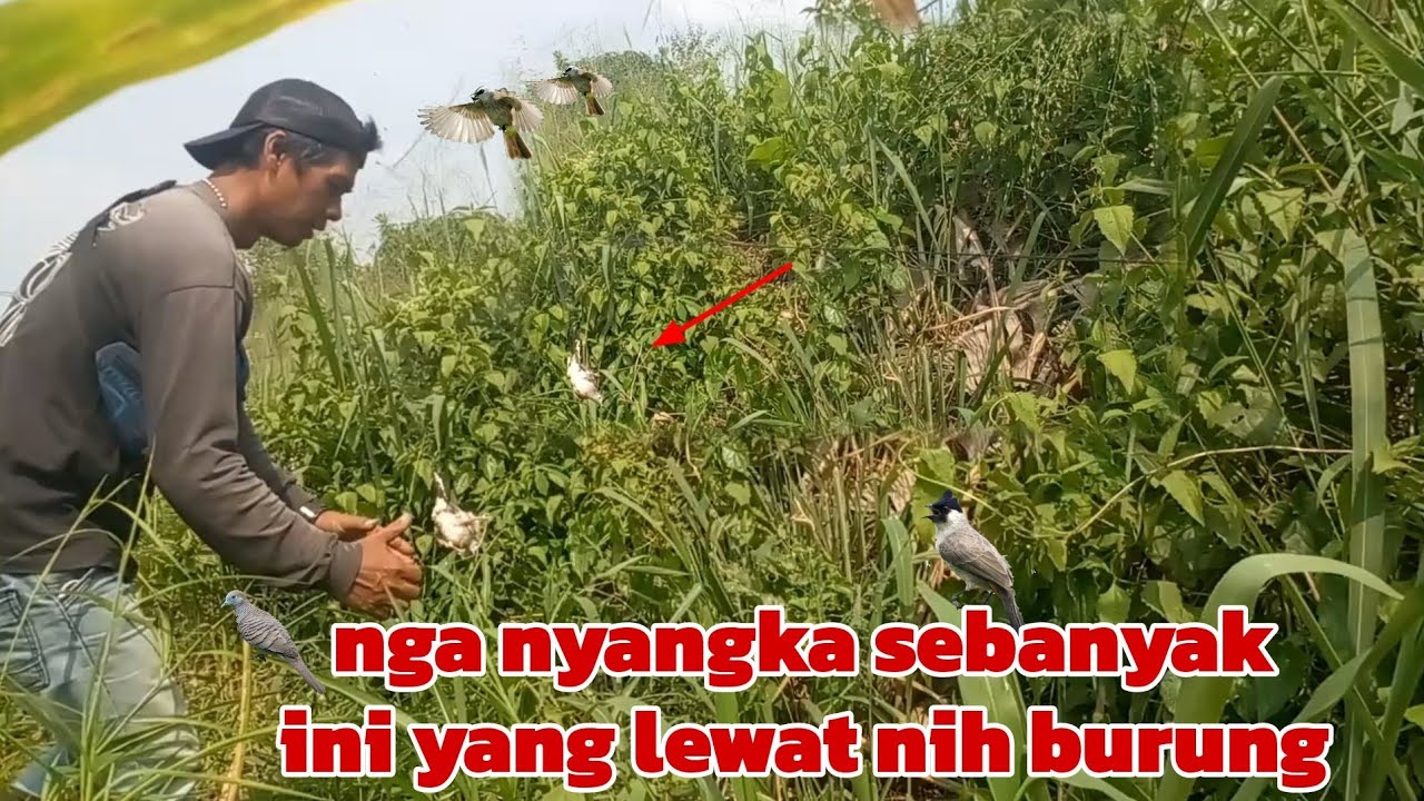pasang jaring rendah di pinggir kebun jagung bener2 nga nyangka - YouTube