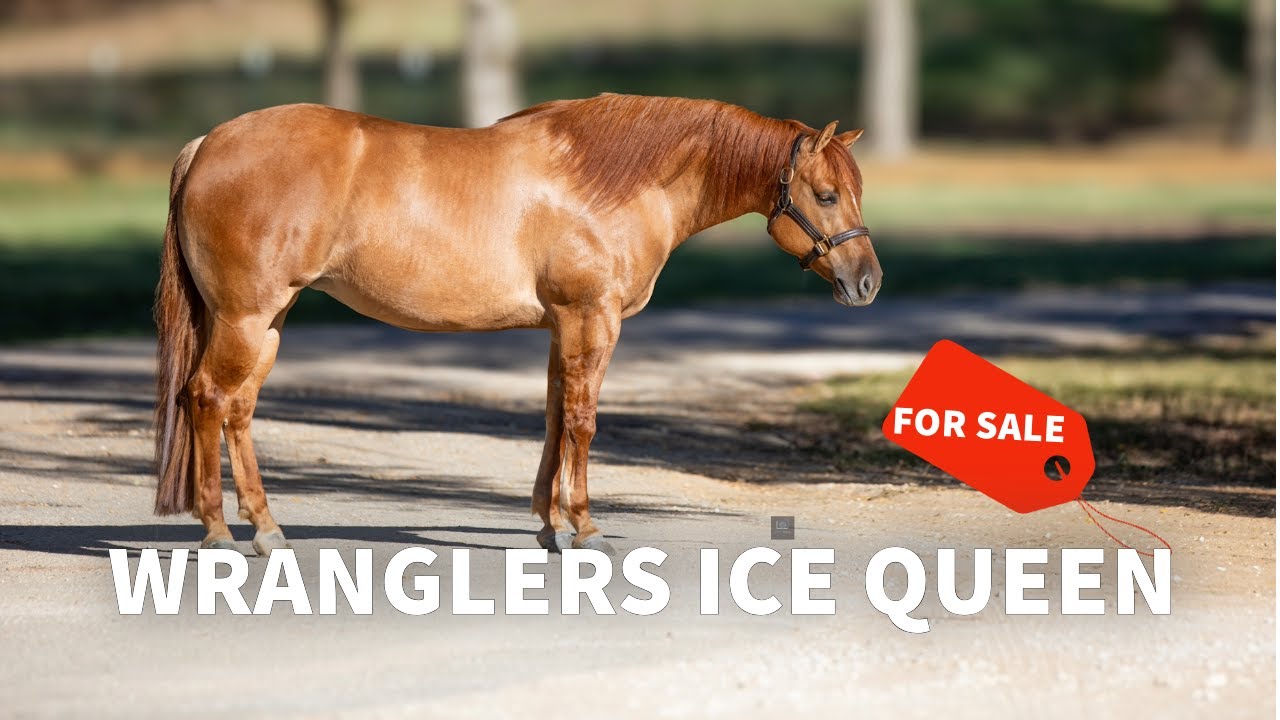 Wranglers Ice Queen November 2024 - YouTube