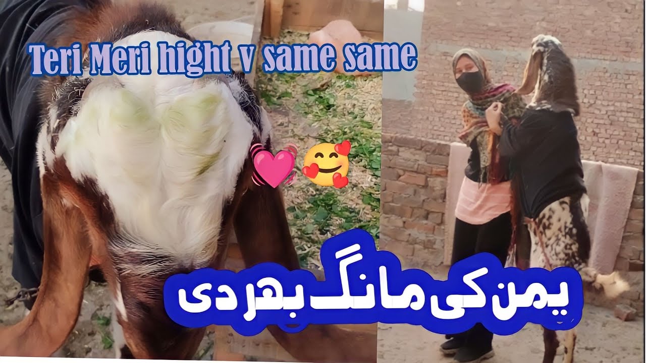 new goat farming video | goat vlog | play with goat - YouTube