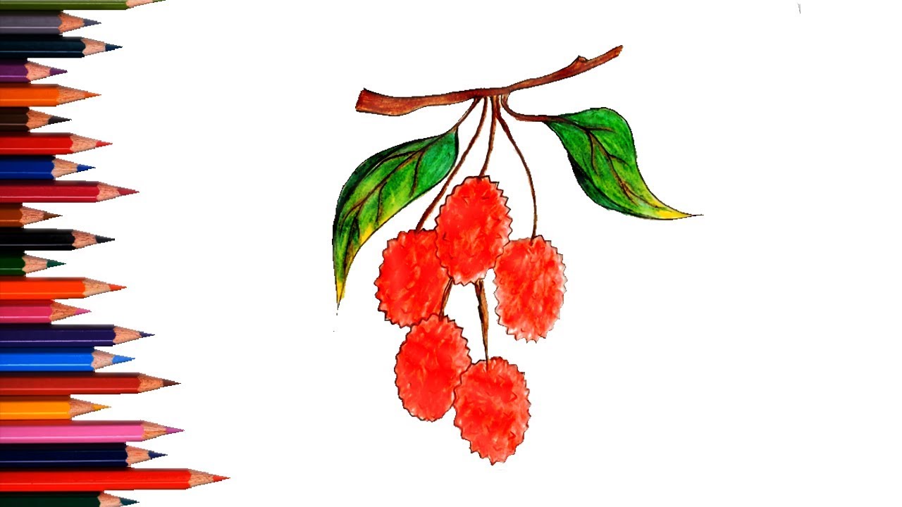 How to draw Litchi / Lychee Step By Step । Drawify - YouTube