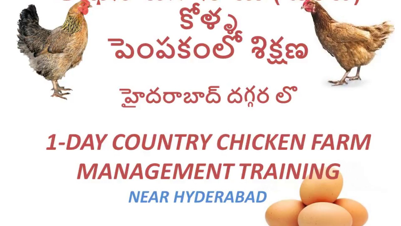 Country Chicken Farm Training - YouTube