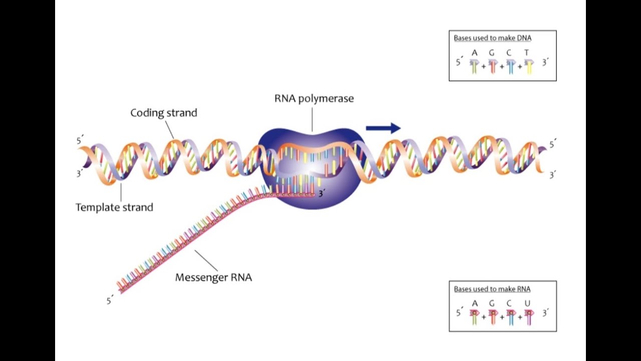 Protein Synthesis Transcription Unit | Components of Transcription Unit ...
