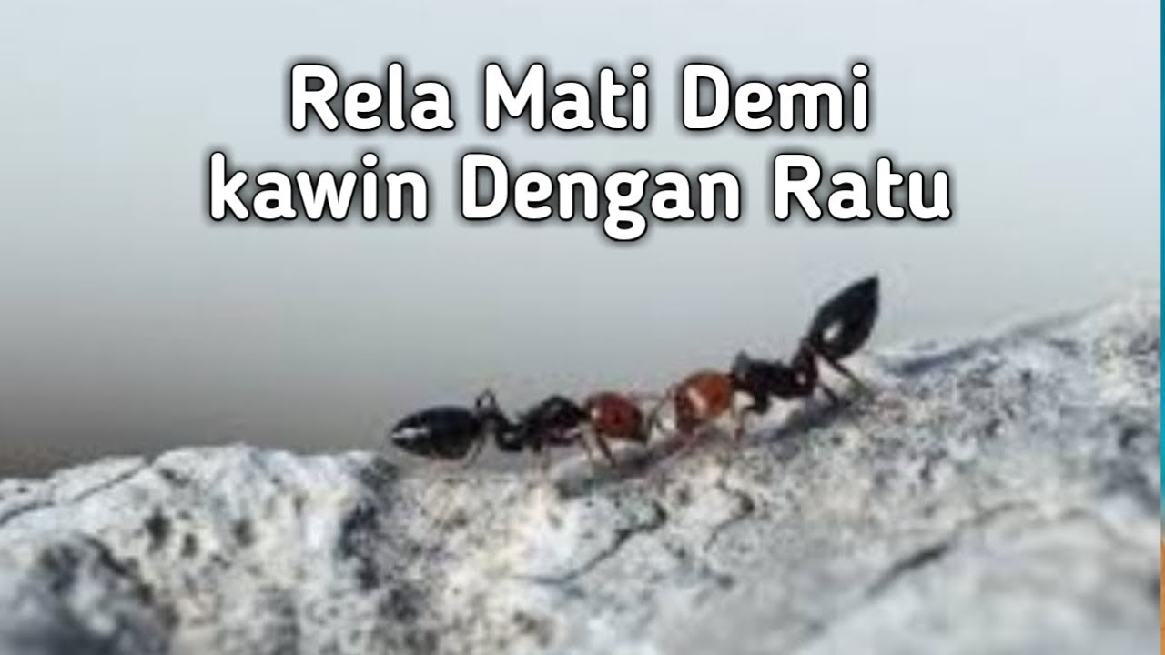 Semut Win Semut Rang Rang Semut Api Semut Hitam Fakta Mengejutkan ...