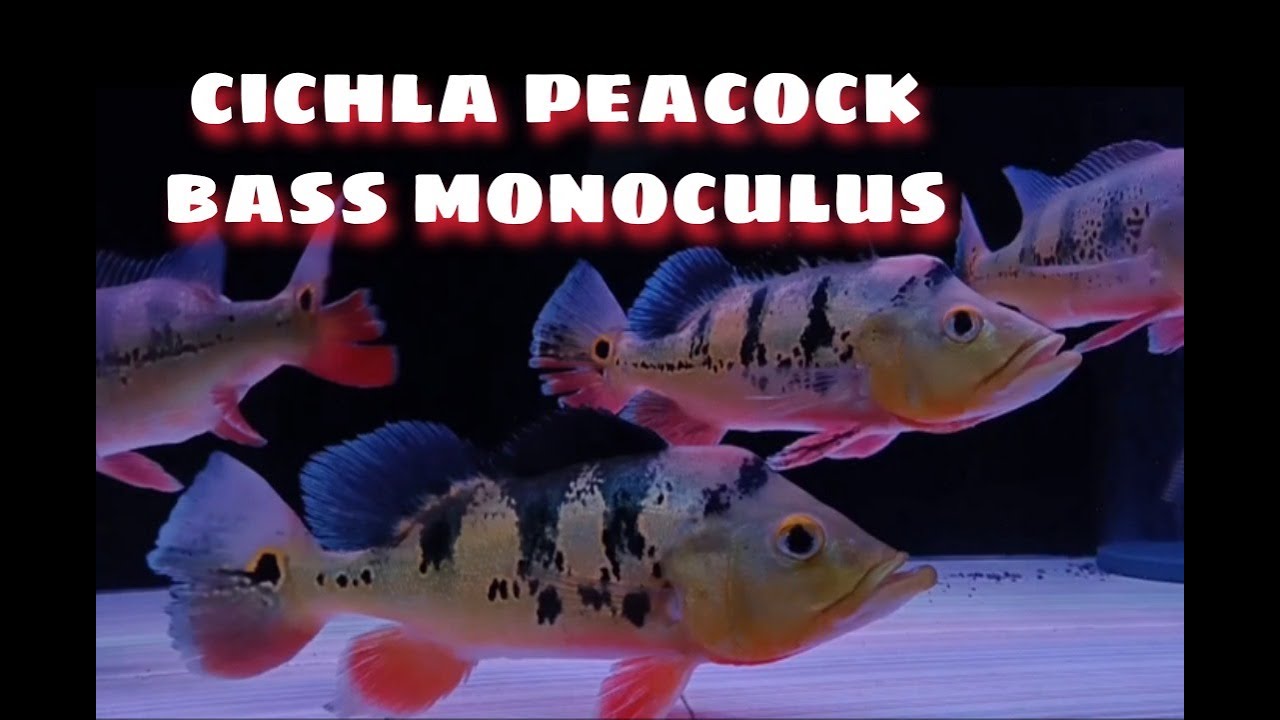 PEACOCK BASS MONOCULUS || Cichla Peacock Bass monoculus in 150cm Tank ...
