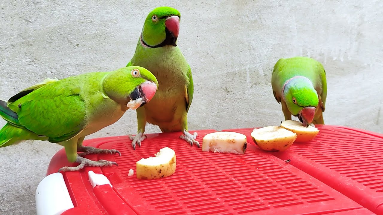 Favorite Food Parrot | Parrot Eating guava | Parrot Sound | Desi Tota ...