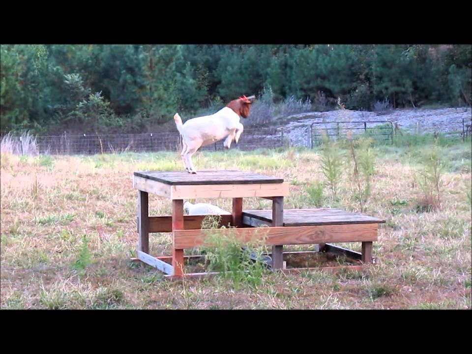 Goats at Play - YouTube