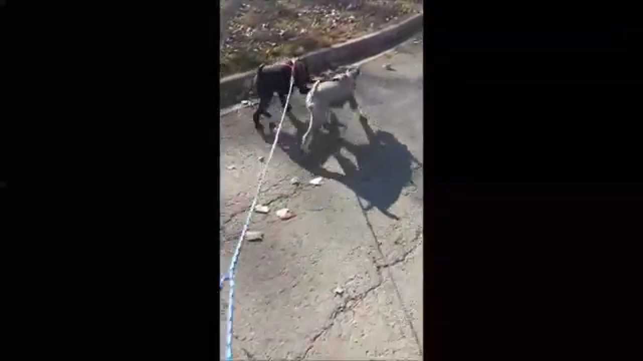 Skate joring with standard schnauzers. - YouTube