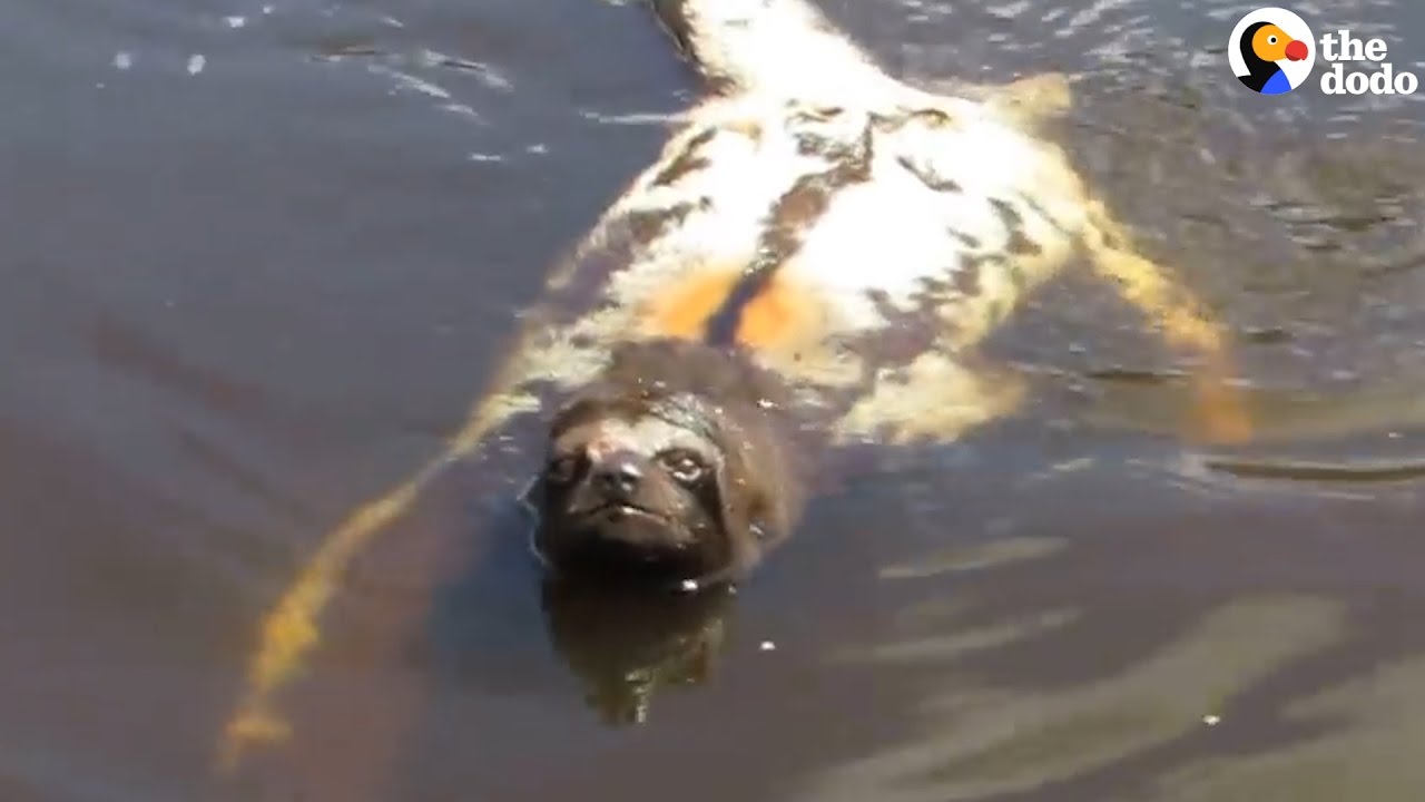 Sloth Goes For A Swim - YouTube