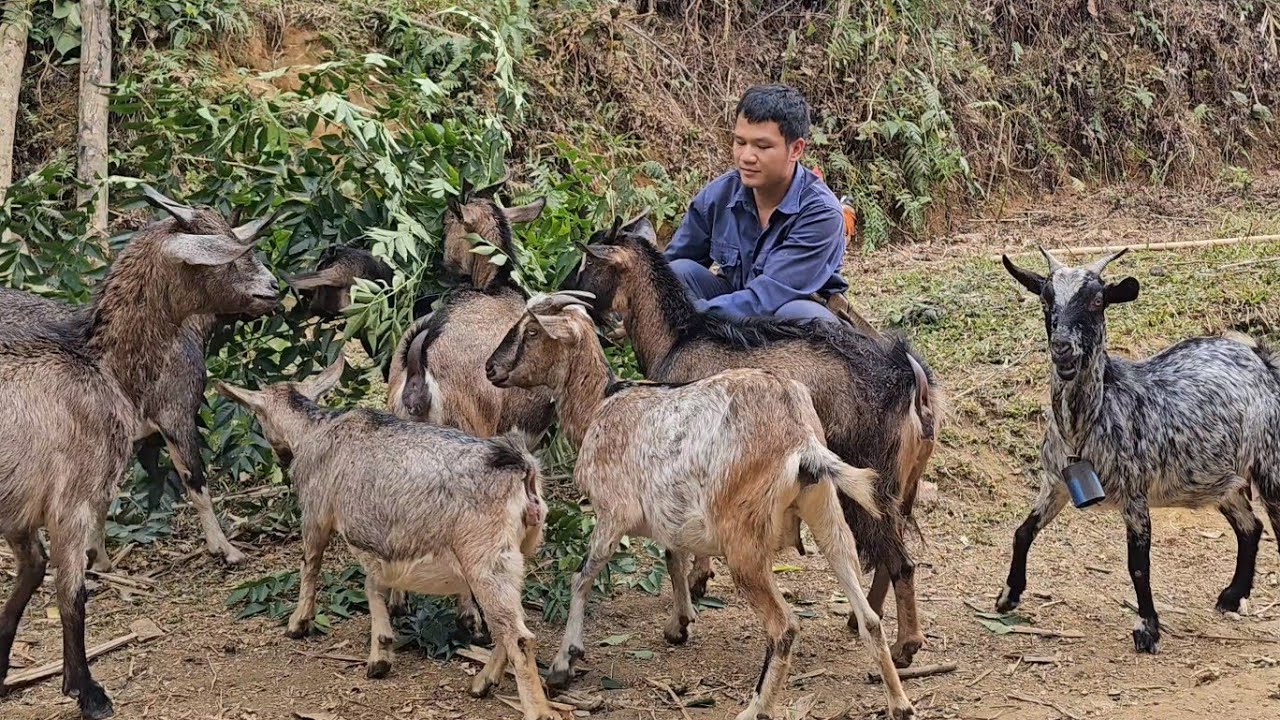 Take care of animals and grow vegetables on the farm to welcome the new ...
