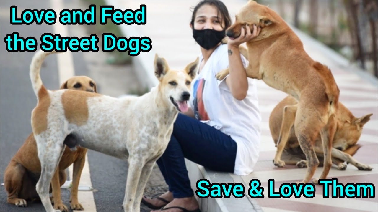 Love and feed the street dogs | Street Animals - YouTube