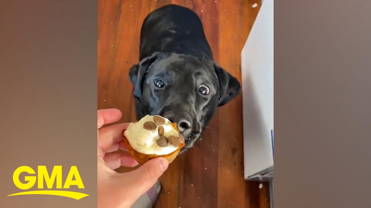 Labrador helps make her own birthday cake with adorable results - YouTube