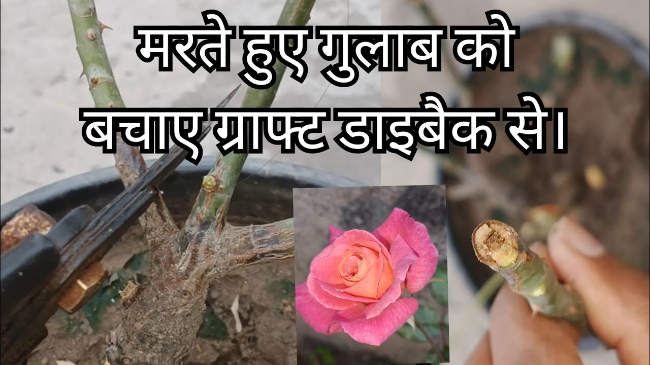 How To Save the Rose plant From Die Back? Die back at the Grafting site ...