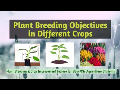 Breeding Objectives| Common breeding Objectives in plant breeding ...