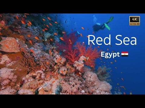 4K 2023 Scuba Diving at Rea Sea, Egypt 🇪🇬