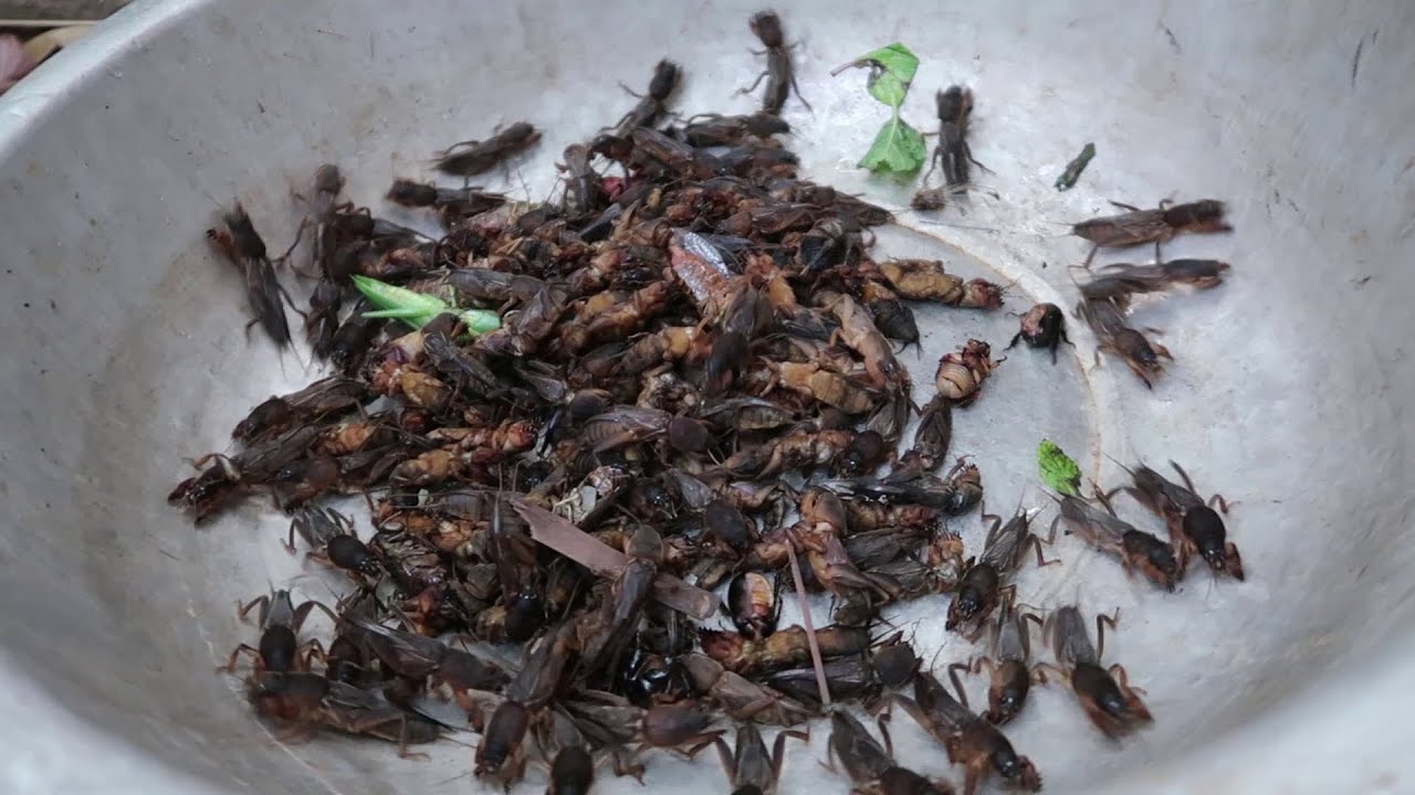 Eat crickets live in the field - YouTube