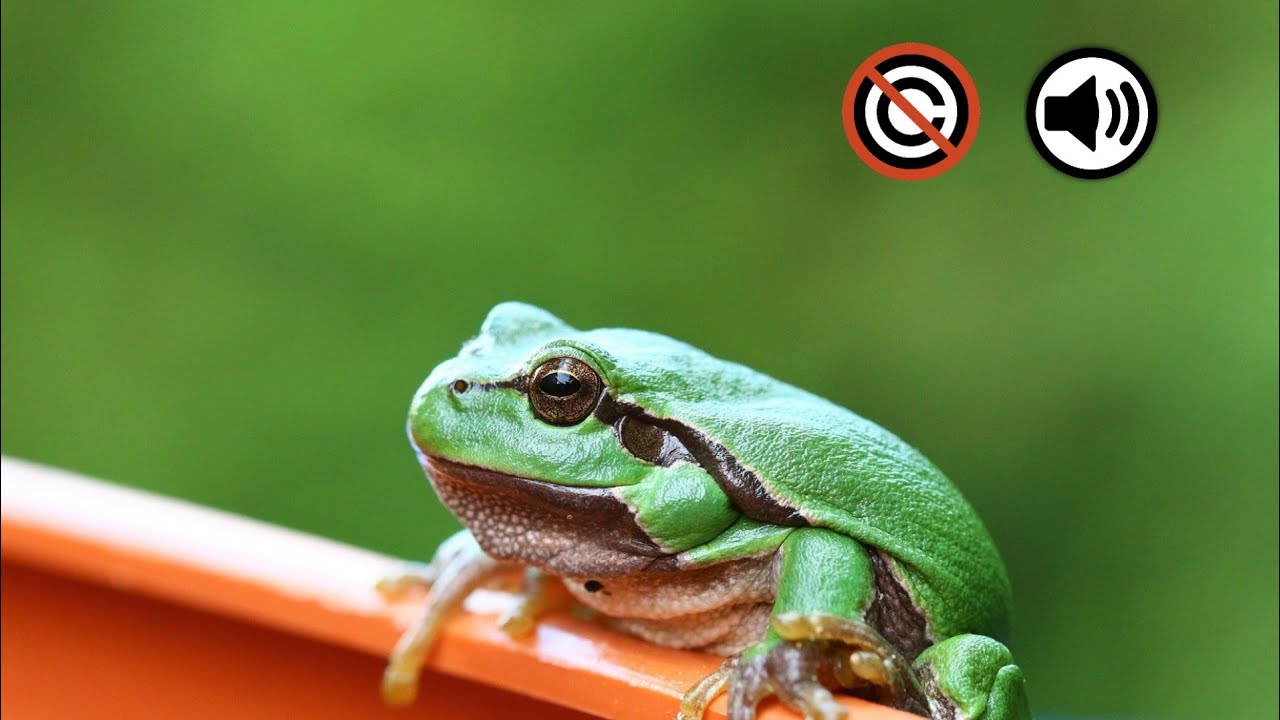 Amphibian Sound Effect - Frog Sounds | No Copyright Sound Effect | Free ...