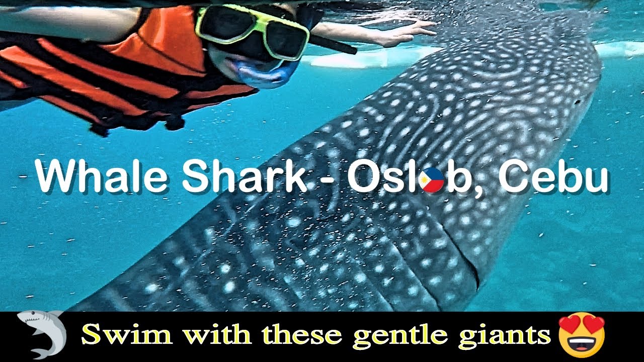 Whale Shark Watching, Oslob Cebu | Butanding 🌎 🇵🇭 🏝 - YouTube