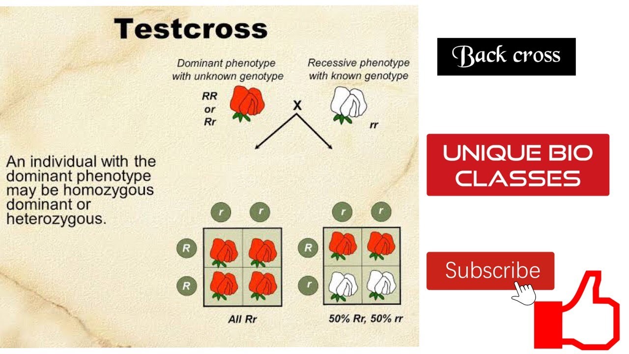 Test cross & Back cross - YouTube