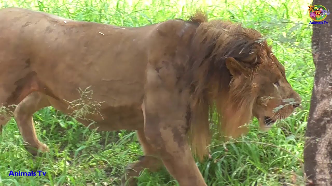 Heavy Weight Giant African Lion ! - YouTube
