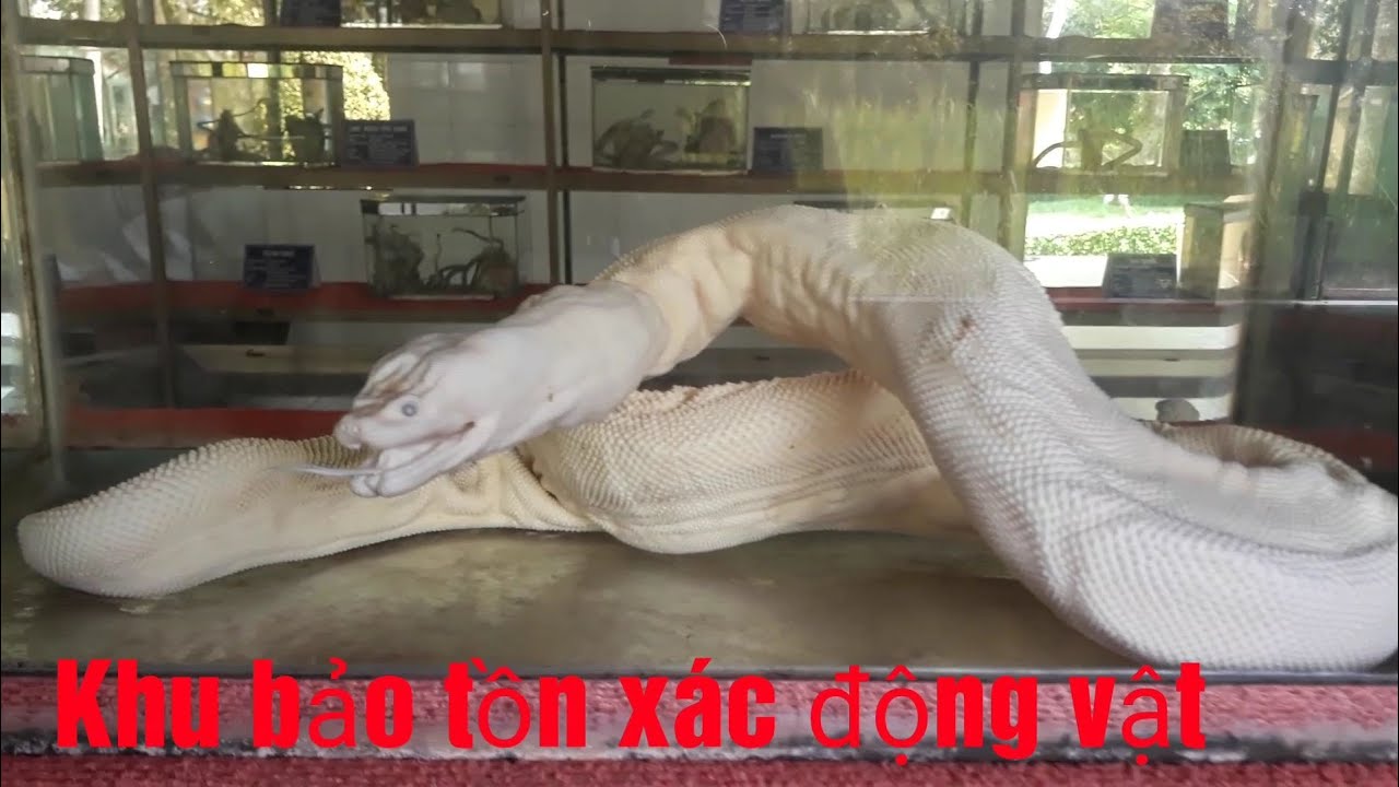 Trại rắn đồng tâm nổi tiếng nhất miền tây ( The most ramous concentric ...