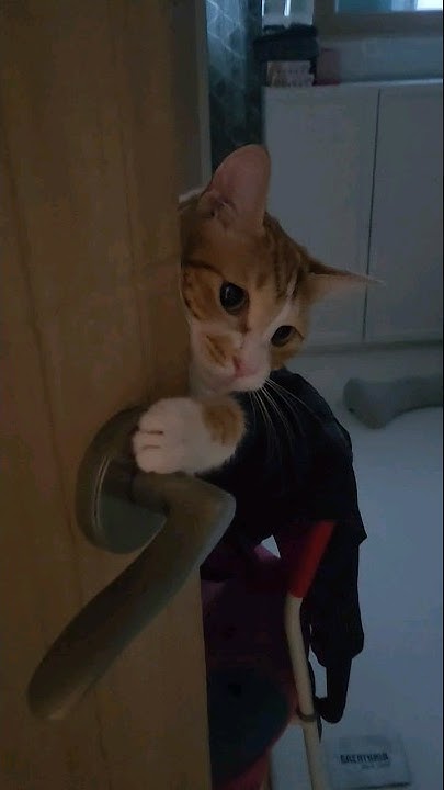여기숨어있다고 알려주는 고양이 고양이 Cat ねこ Youtube
