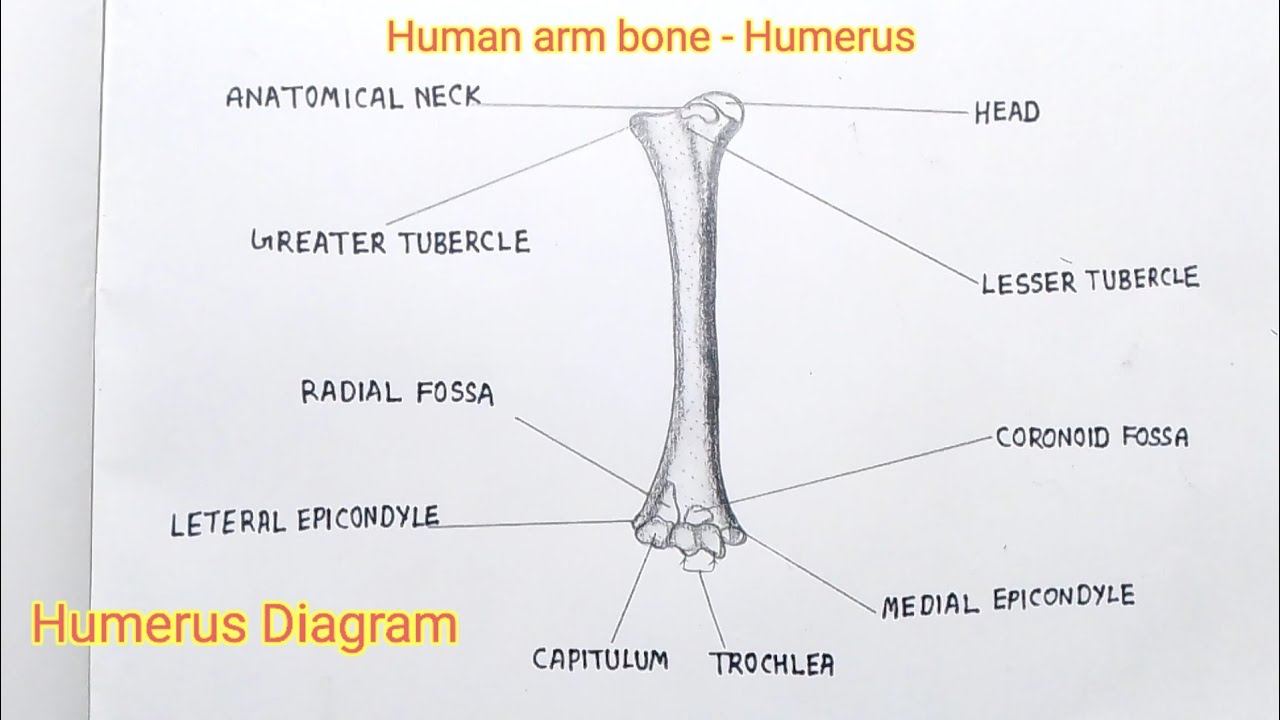 #humerus bone how to draw step by step - YouTube