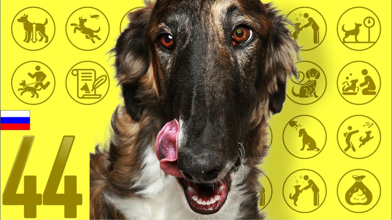 #44 Borzoi | Russian Wolfhound ️ TOP 100 Cute Dog Breeds Video - YouTube