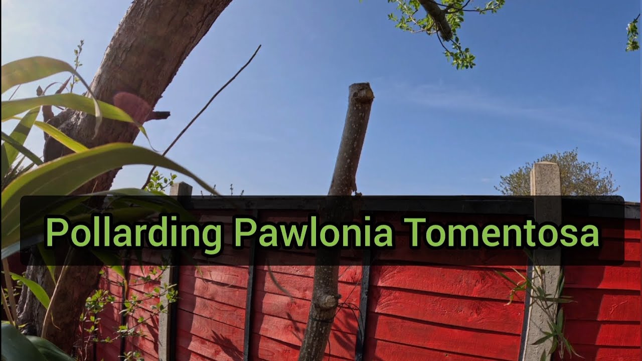 Pollarding Pawlonia Tomentosa - YouTube