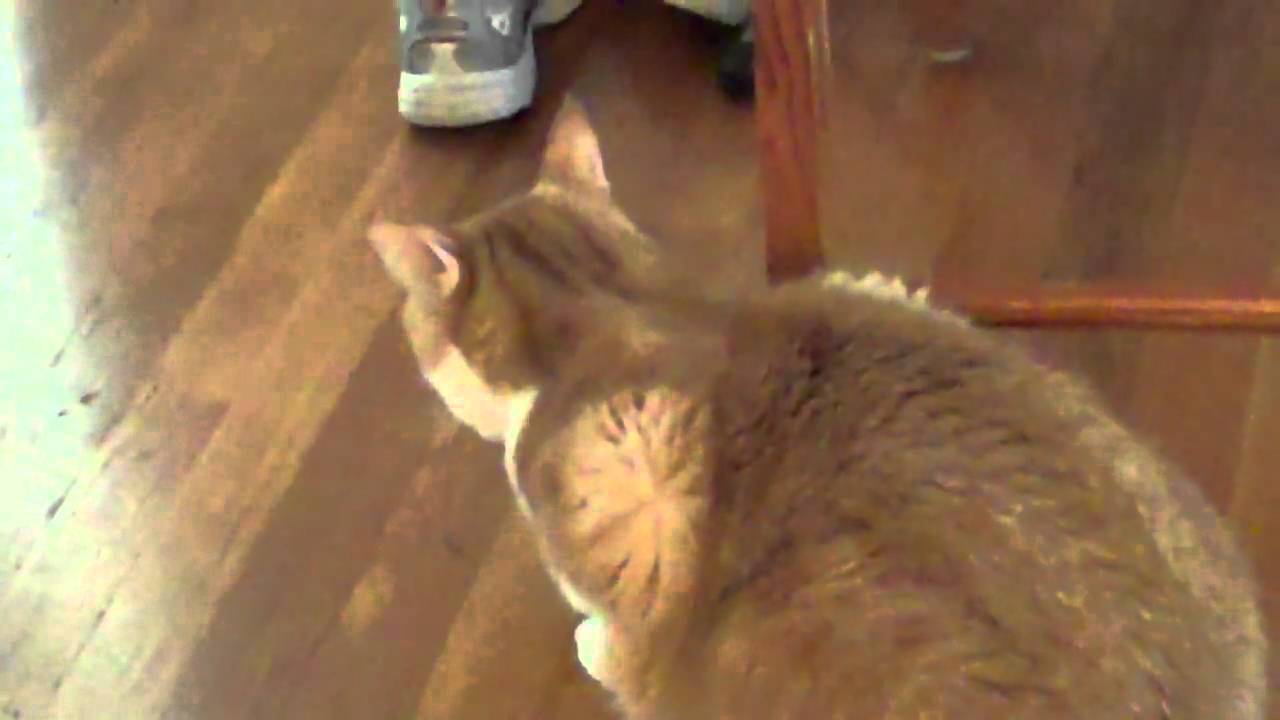 68 - Shush A Cat - YouTube