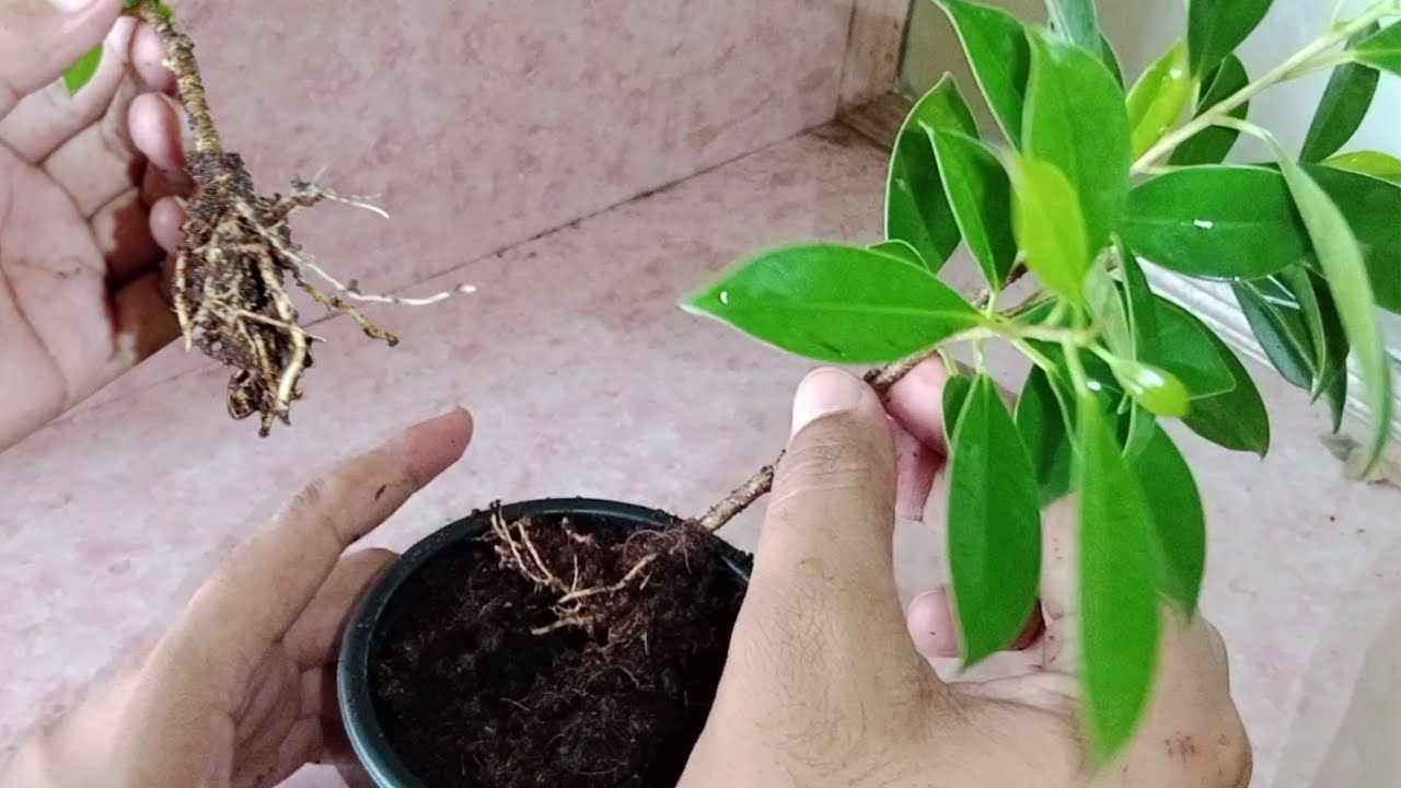 How to propagate ficus plant by cutting in rooting Harmons | Veg&Fruits ...